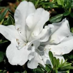 Azaleas | Emerald, VIC | Emerald Gardens Nursery