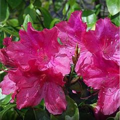Azaleas | Emerald, VIC | Emerald Gardens Nursery