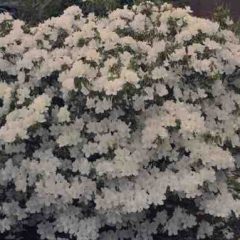 Azaleas | Emerald, VIC | Emerald Gardens Nursery