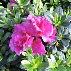 Azaleas | Emerald, VIC | Emerald Gardens Nursery