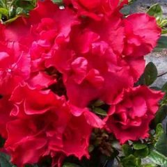 Azaleas | Emerald, VIC | Emerald Gardens Nursery