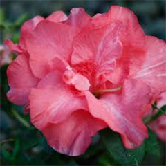 Azaleas | Emerald, VIC | Emerald Gardens Nursery