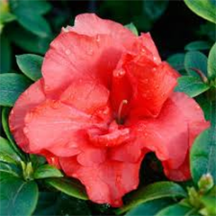Azaleas | Emerald, VIC | Emerald Gardens Nursery