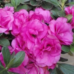 Azaleas | Emerald, VIC | Emerald Gardens Nursery