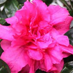 Azaleas | Emerald, VIC | Emerald Gardens Nursery