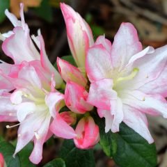 Azaleas | Emerald, VIC | Emerald Gardens Nursery