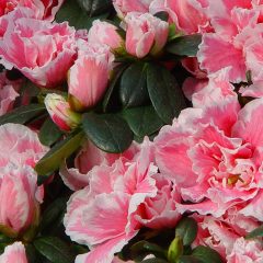 Azaleas | Emerald, VIC | Emerald Gardens Nursery