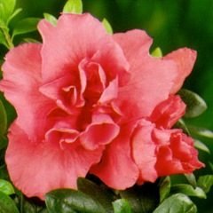Azaleas | Emerald, VIC | Emerald Gardens Nursery