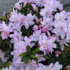 Azaleas | Emerald, VIC | Emerald Gardens Nursery