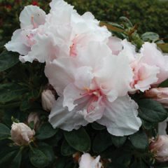 Azaleas | Emerald, VIC | Emerald Gardens Nursery