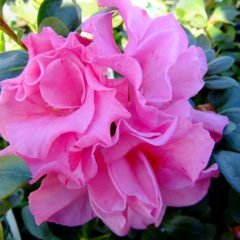 Azaleas | Emerald, VIC | Emerald Gardens Nursery
