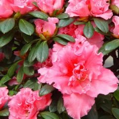 Azaleas | Emerald, VIC | Emerald Gardens Nursery