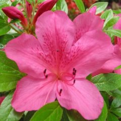 Azaleas | Emerald, VIC | Emerald Gardens Nursery