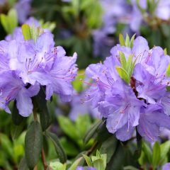 Azaleas | Emerald, VIC | Emerald Gardens Nursery