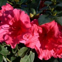 Azaleas | Emerald, VIC | Emerald Gardens Nursery