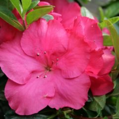 Azaleas | Emerald, VIC | Emerald Gardens Nursery