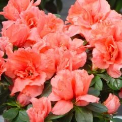 Azaleas | Emerald, VIC | Emerald Gardens Nursery