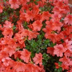 Azaleas | Emerald, VIC | Emerald Gardens Nursery
