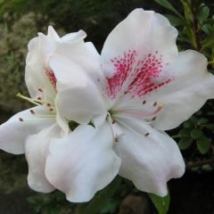 Azaleas | Emerald, VIC | Emerald Gardens Nursery