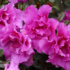 Azaleas | Emerald, VIC | Emerald Gardens Nursery