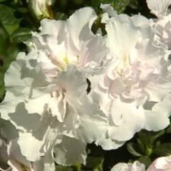 Azaleas | Emerald, VIC | Emerald Gardens Nursery