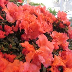 Azaleas | Emerald, VIC | Emerald Gardens Nursery