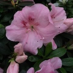 Azaleas | Emerald, VIC | Emerald Gardens Nursery