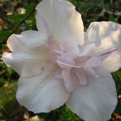 Azaleas | Emerald, VIC | Emerald Gardens Nursery