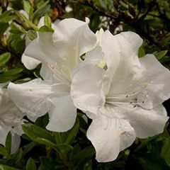 Azaleas | Emerald, VIC | Emerald Gardens Nursery