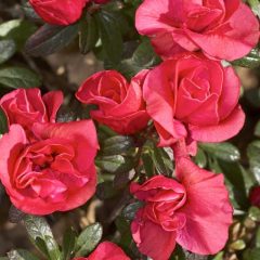 Azaleas | Emerald, VIC | Emerald Gardens Nursery