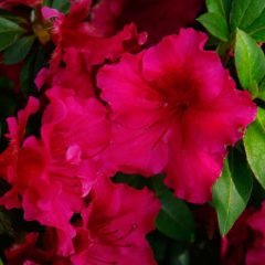 Azaleas | Emerald, VIC | Emerald Gardens Nursery