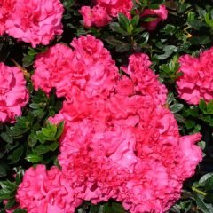 Azaleas | Emerald, VIC | Emerald Gardens Nursery