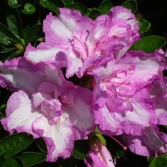 Azaleas | Emerald, VIC | Emerald Gardens Nursery