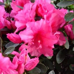 Azaleas | Emerald, VIC | Emerald Gardens Nursery