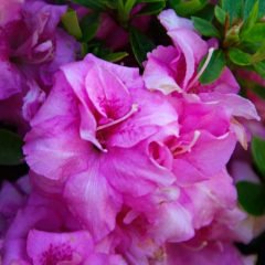 Azaleas | Emerald, VIC | Emerald Gardens Nursery