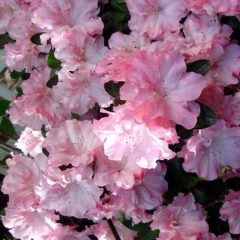 Azaleas | Emerald, VIC | Emerald Gardens Nursery