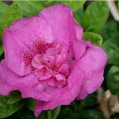 Azaleas | Emerald, VIC | Emerald Gardens Nursery