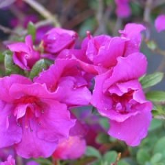 Azaleas | Emerald, VIC | Emerald Gardens Nursery