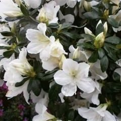 Azaleas | Emerald, VIC | Emerald Gardens Nursery