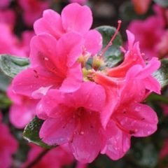 Azaleas | Emerald, VIC | Emerald Gardens Nursery