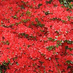 Azaleas | Emerald, VIC | Emerald Gardens Nursery