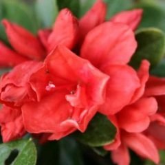 Azaleas | Emerald, VIC | Emerald Gardens Nursery