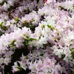 Azaleas | Emerald, VIC | Emerald Gardens Nursery