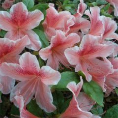 Azaleas | Emerald, VIC | Emerald Gardens Nursery