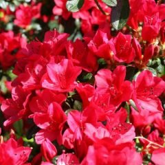 Azaleas | Emerald, VIC | Emerald Gardens Nursery