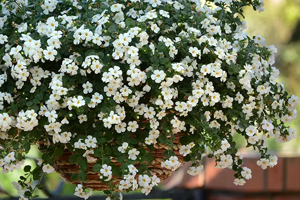Copy of Bacopa 'Megacopa White'