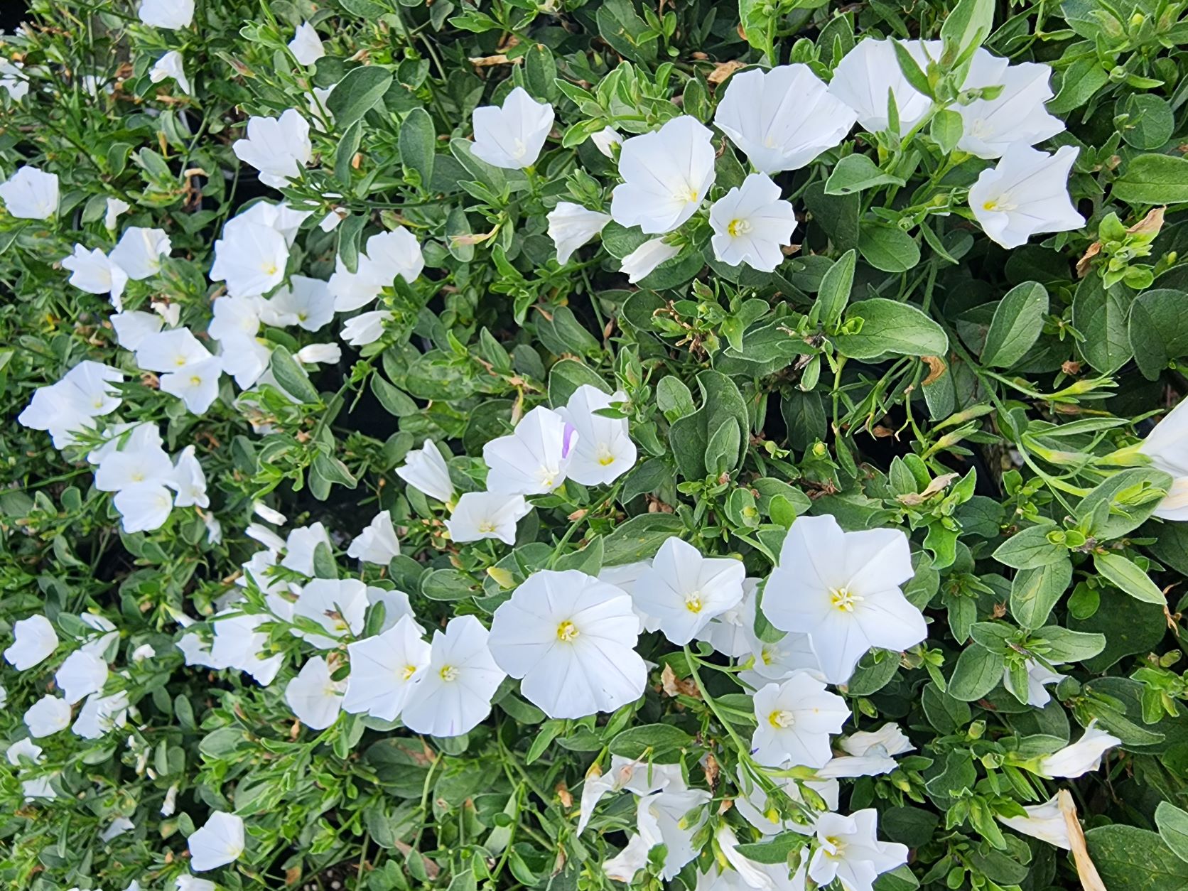 Convolvulus 'Prime White'