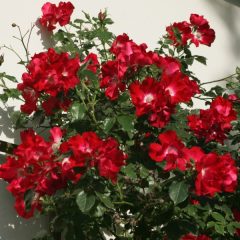 Roses | Emerald, VIC | Emerald Gardens Nursery