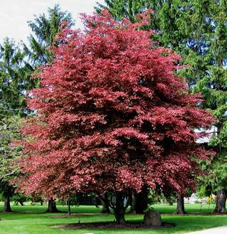 Plant Specials | Emerald, VIC | Emerald Gardens Nursery