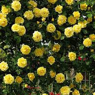 Roses | Emerald, VIC | Emerald Gardens Nursery